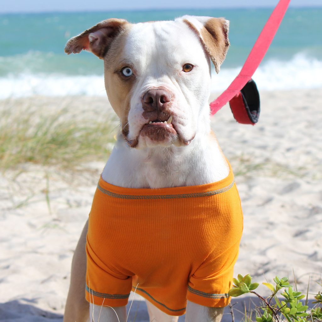 Perfect Pals — Brickell Magazine