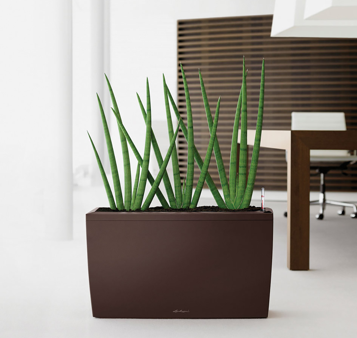 Success-Oasis-Great-Looker — Brickell Magazine